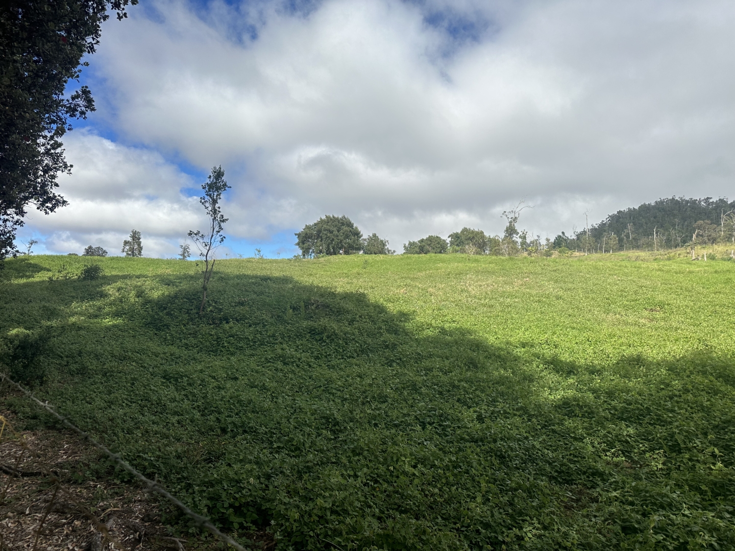 Hiking the Kaloko Cloud Forest in Kona | Kona Vacation Rentals