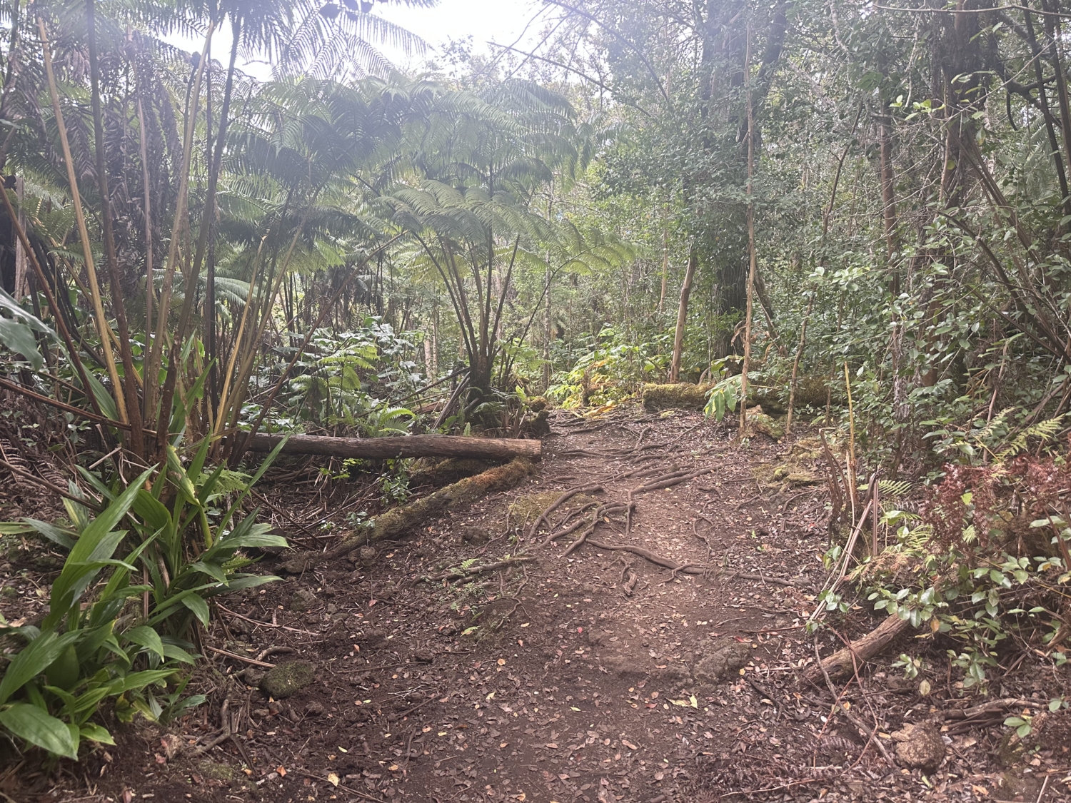 Hiking the Kaloko Cloud Forest in Kona | Kona Vacation Rentals